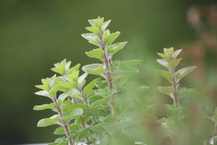 19 Low Histamine Spices & Herbs (and How To Use Them)