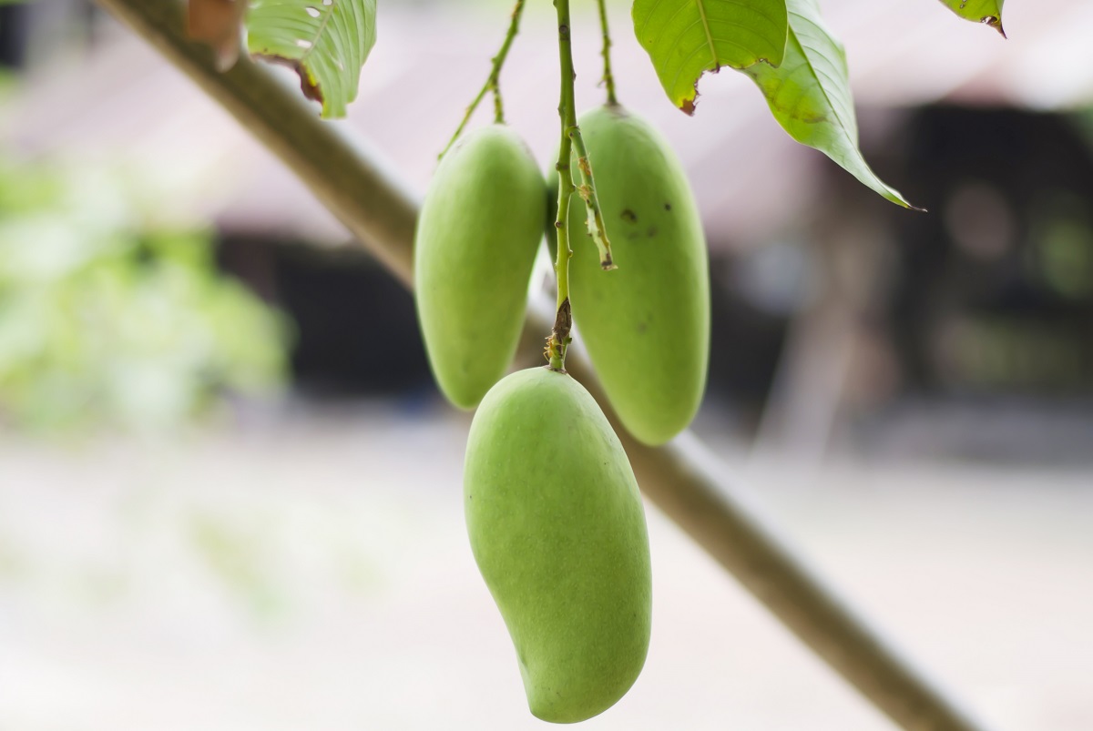 5 Best Mango Powder Substitutes (for Amchur)