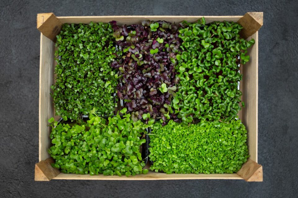 13 Best Microgreens to Eat and Grow (Healthiest & Easiest!)