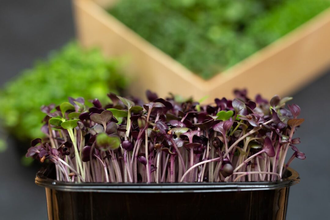 13 Best Microgreens to Eat and Grow (Healthiest & Easiest!) | Low ...