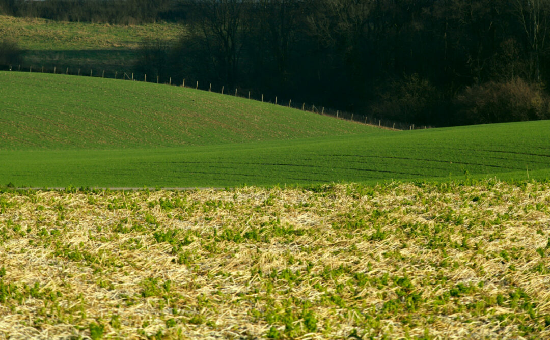 Pasture-Raised vs. Grass-Fed: Which One Is Better? | Low Histamine Eats