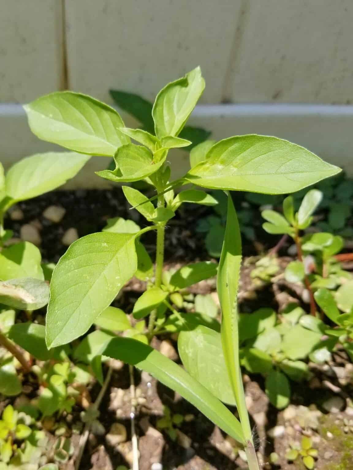 Sample 5 Day Low Histamine Diet Plan (For Beginners)