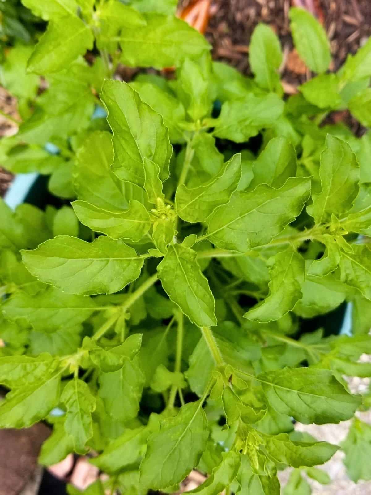 Holy Basil Tea Recipe (Using Fresh or Dried Tulsi)