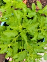 Holy Basil Tea Recipe (Using Fresh or Dried Tulsi) | Low Histamine Eats