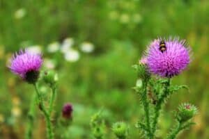 Guide to 13 Low Histamine Tea Options & Recipes | Low Histamine Eats
